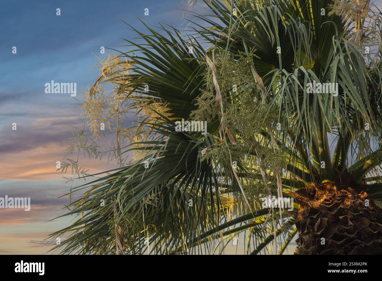 A towering palm tree displays lush green fronds and clusters of ...