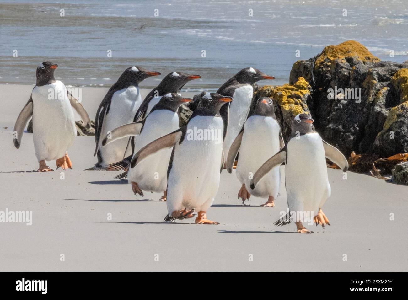 Gentoo Penguin, walking to nests, Pebble Island, Falkland Islands Stock ...