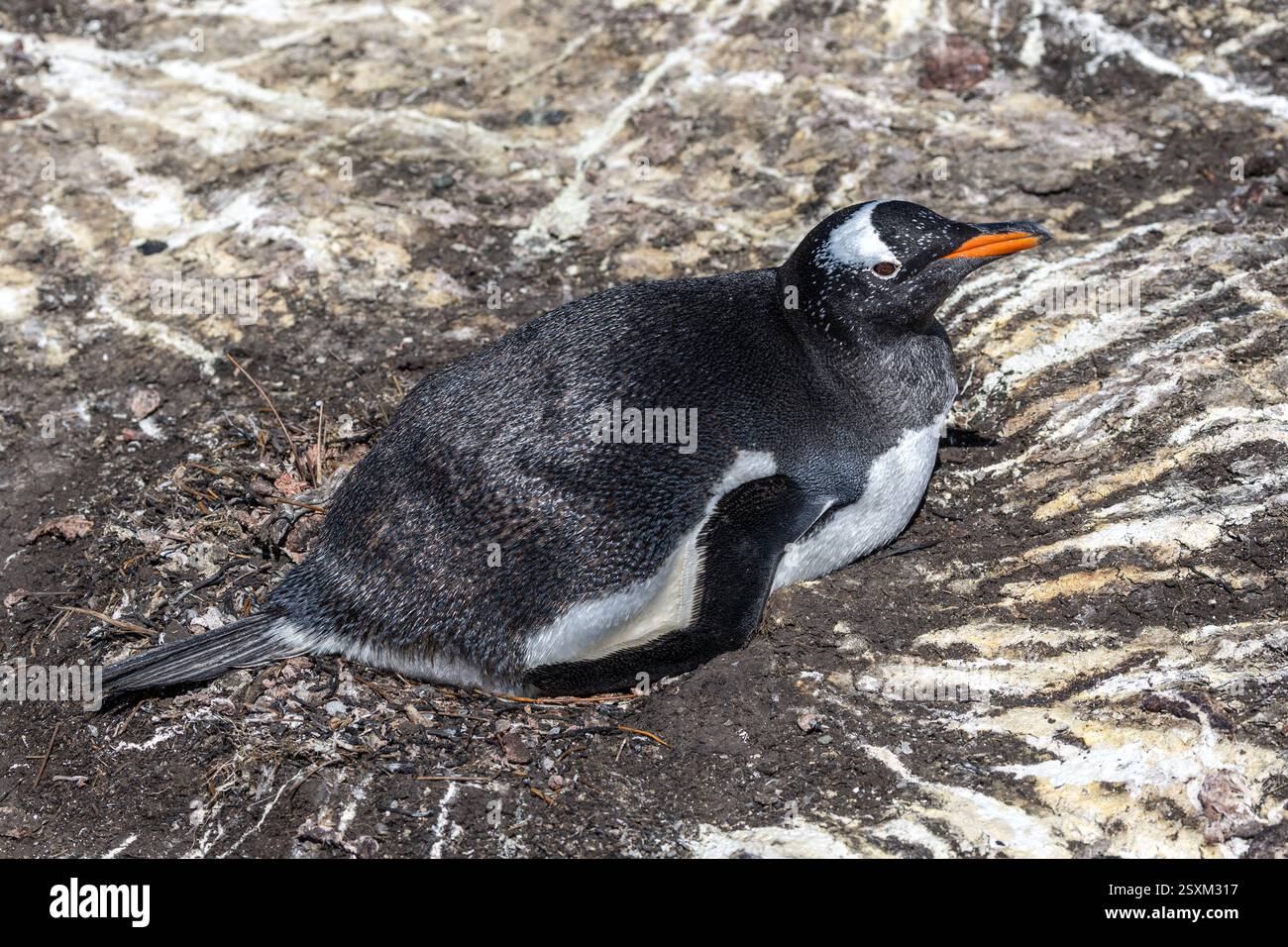 Settlement on pebble island hi-res stock photography and images - Alamy