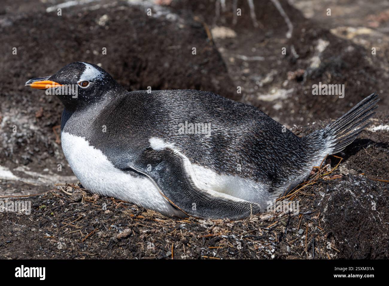 Settlement on pebble island hi-res stock photography and images - Alamy