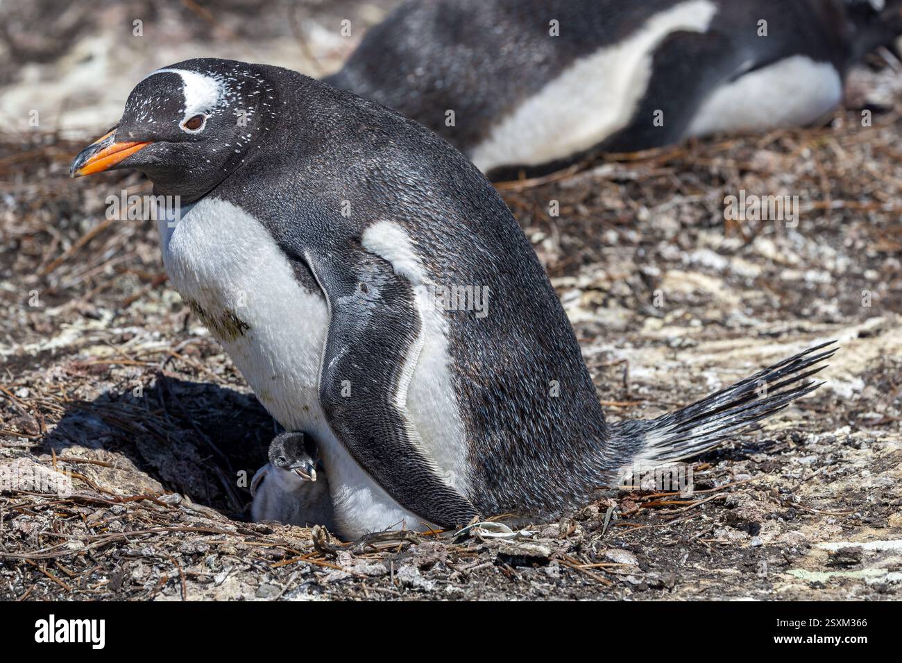 Settlement on pebble island hi-res stock photography and images - Alamy
