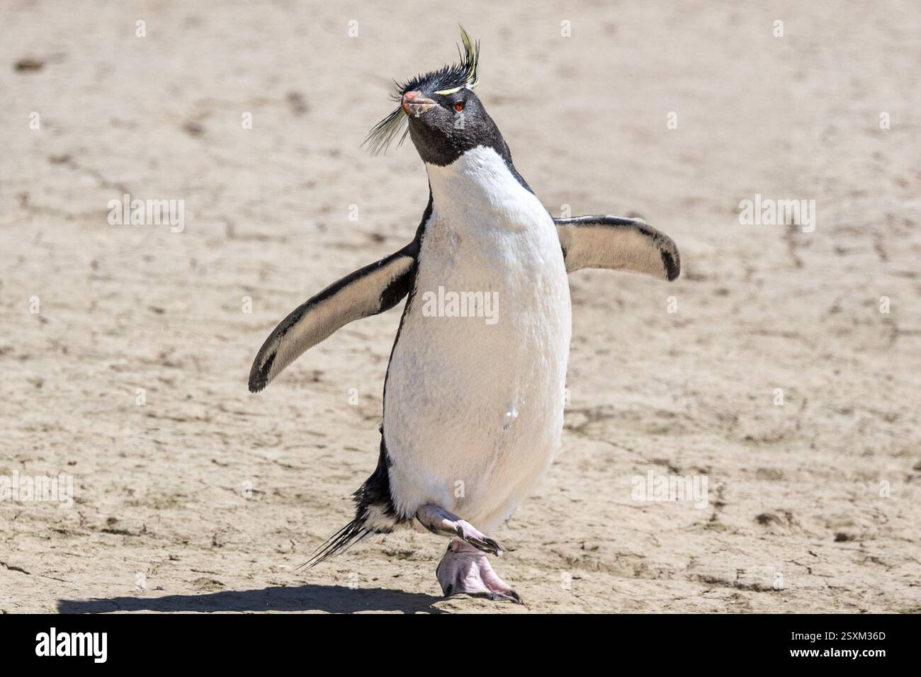 Southern Rockhopper (Western) Penguin, hopping down side of dune during ...