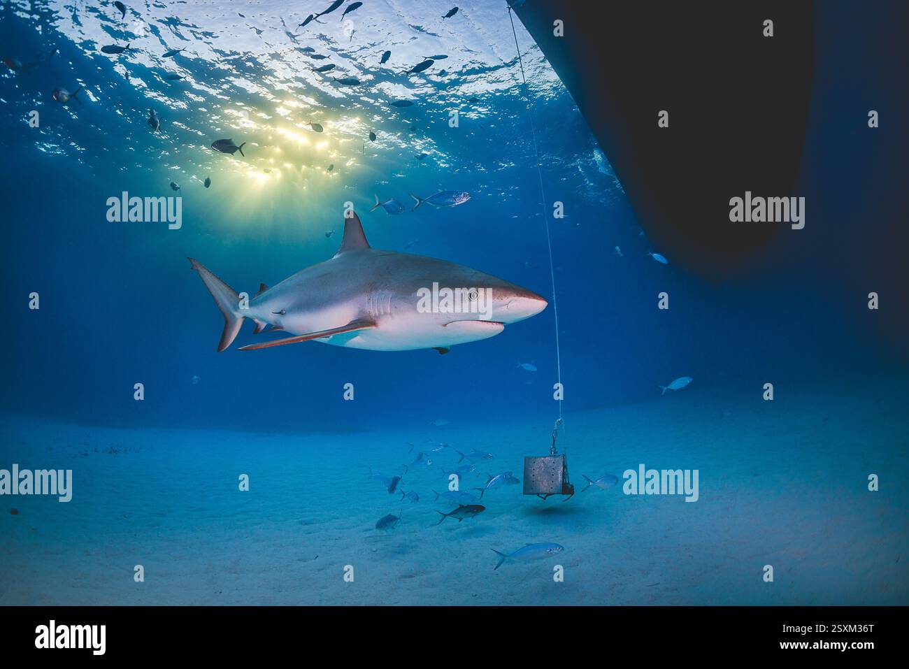 Underwaterart hi-res stock photography and images - Alamy