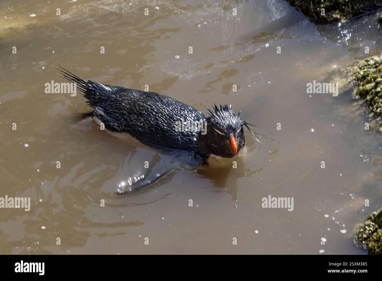 Southern Rockhopper (Western) Penguin, washing in a rock pool, Pebble ...