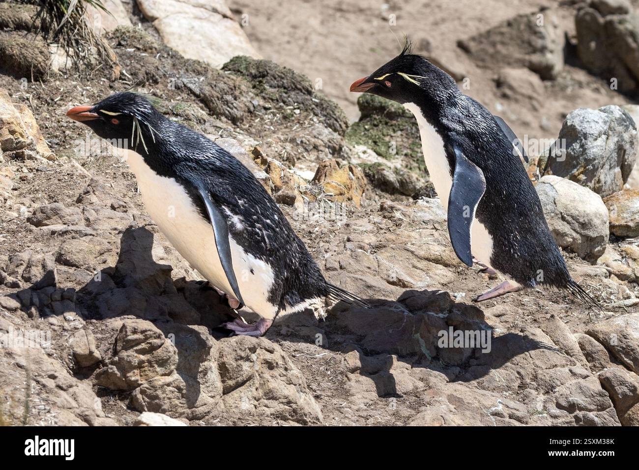 Southern Rockhopper (Western) Penguin, hopping forward, Pebble Island ...