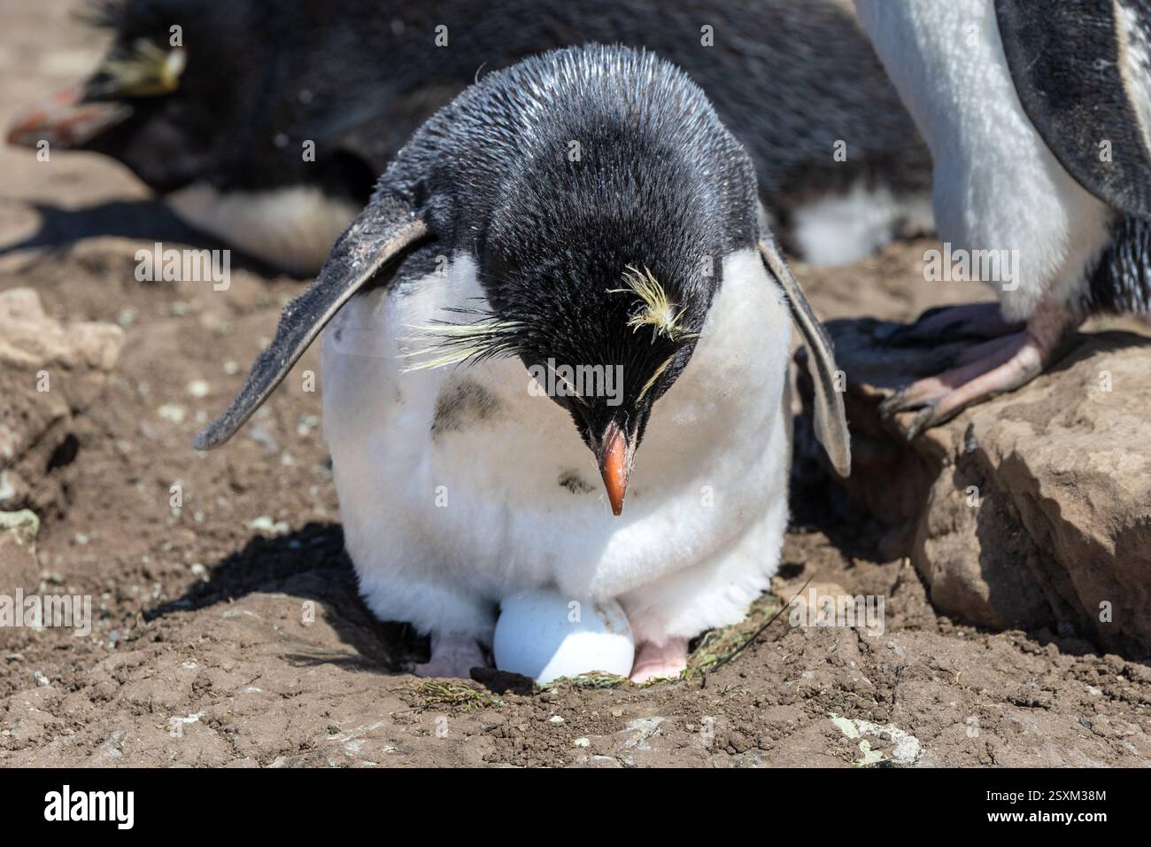 Southern Rockhopper (Western) Penguin, incubating egg on nest, Pebble ...