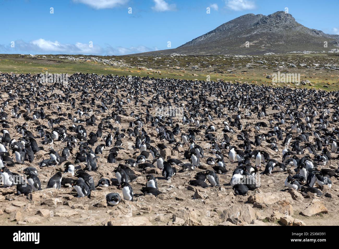 Southern Rockhopper (Western) Penguin, breeding colony, Pebble Island ...