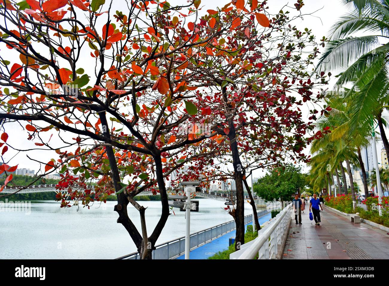 Red leaves of loquat trees in Sanya City, southernmost China's Hainan ...