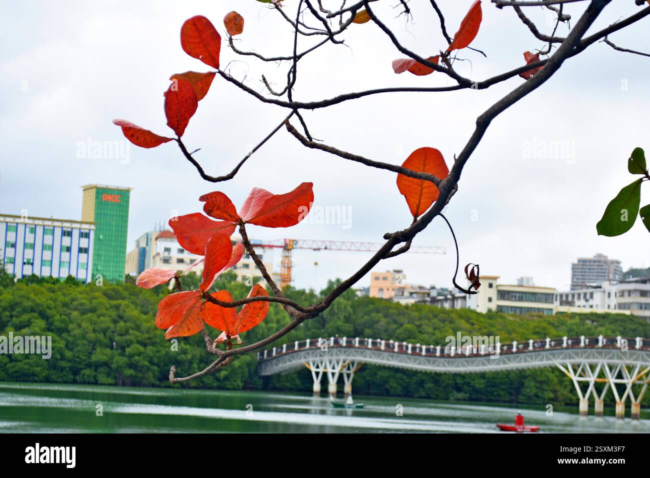 Red leaves of loquat trees in Sanya City, southernmost China's Hainan ...