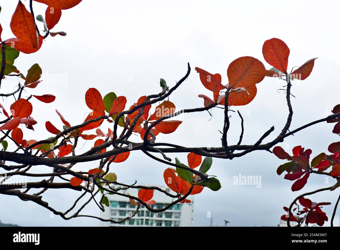 Red leaves of loquat trees in Sanya City, southernmost China's Hainan ...