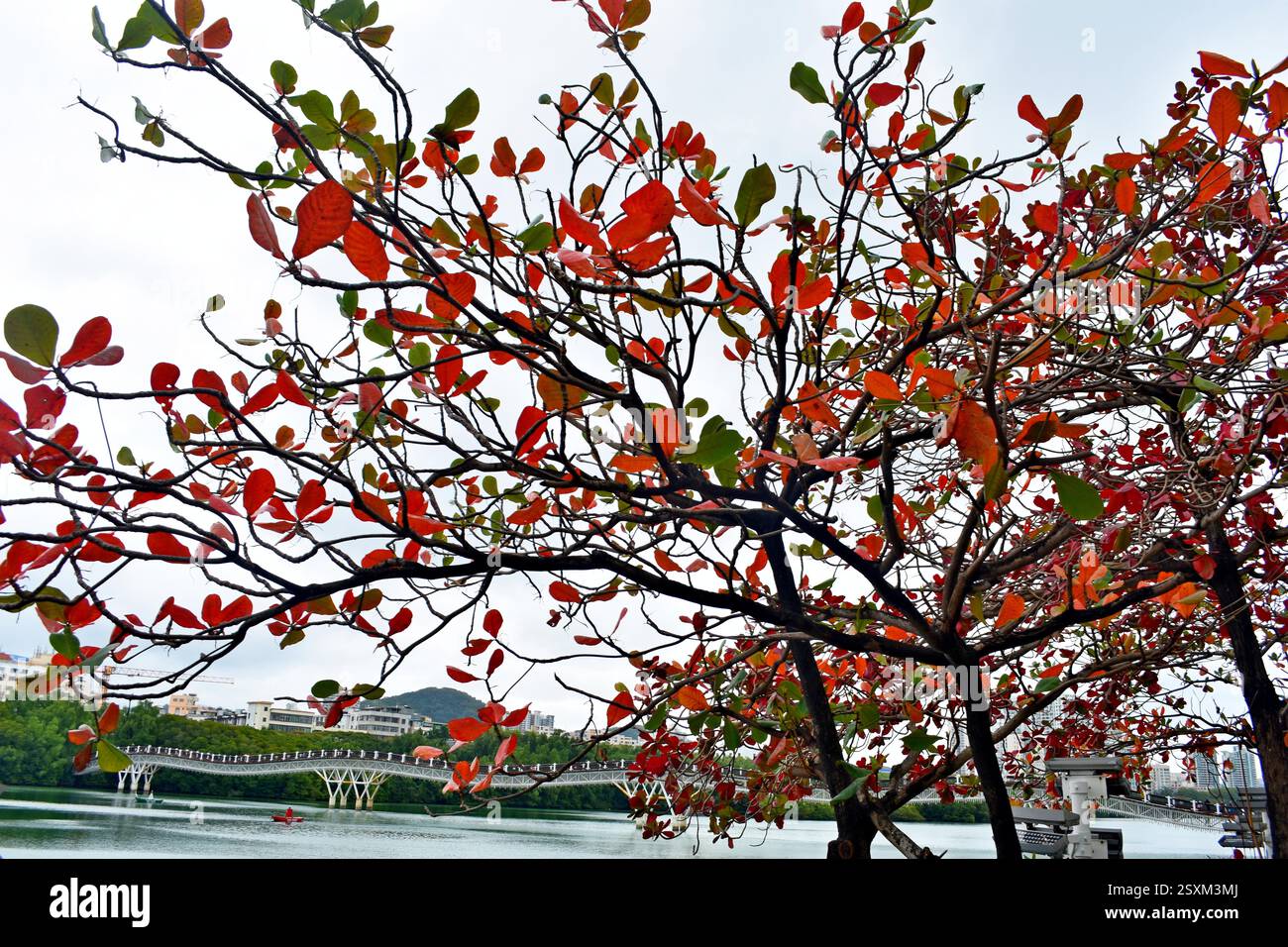 Red leaves of loquat trees in Sanya City, southernmost China's Hainan ...
