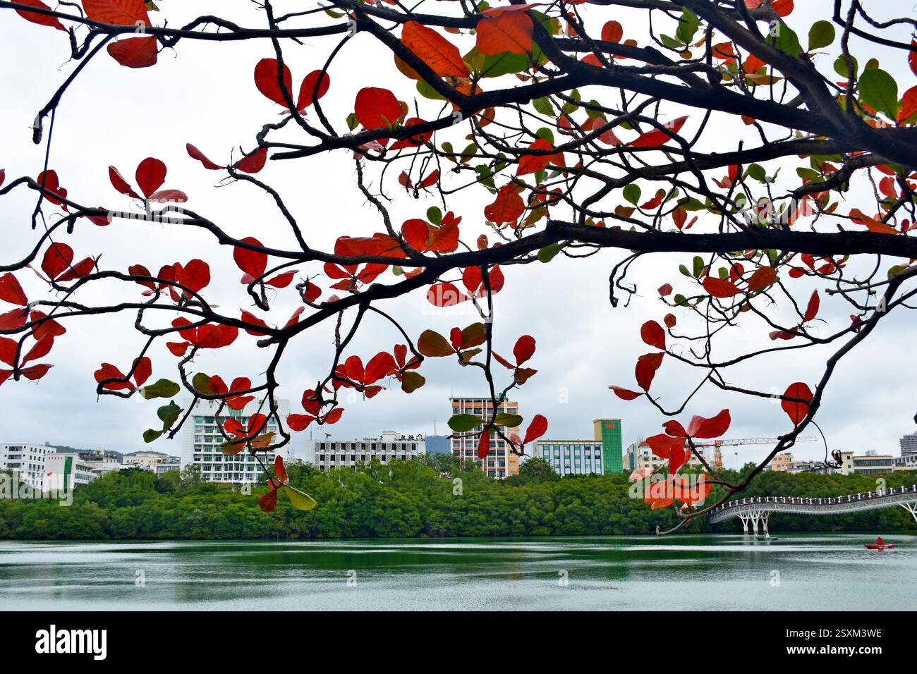 Red leaves of loquat trees in Sanya City, southernmost China's Hainan ...