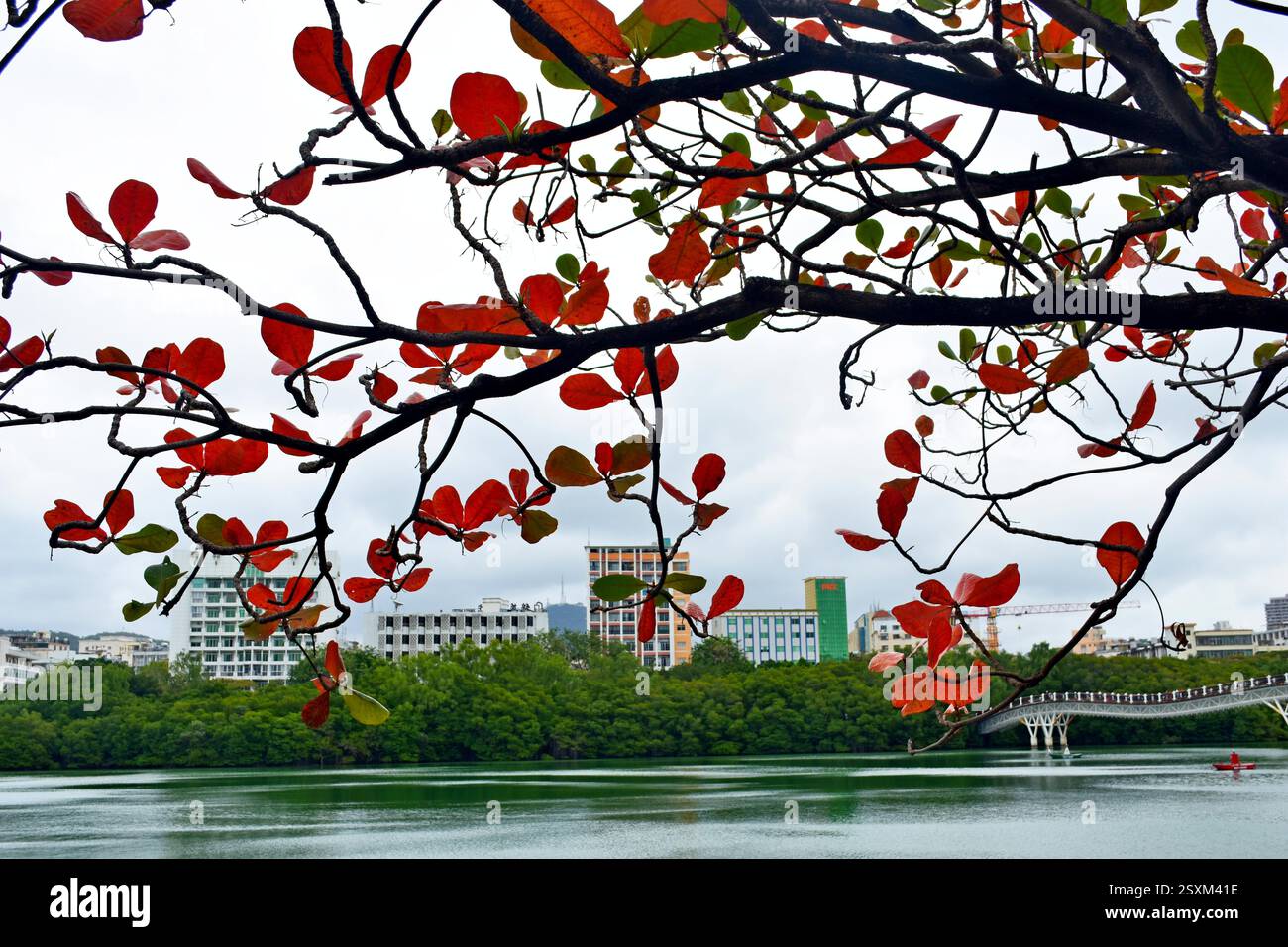 Red leaves of loquat trees in Sanya City, southernmost China's Hainan ...