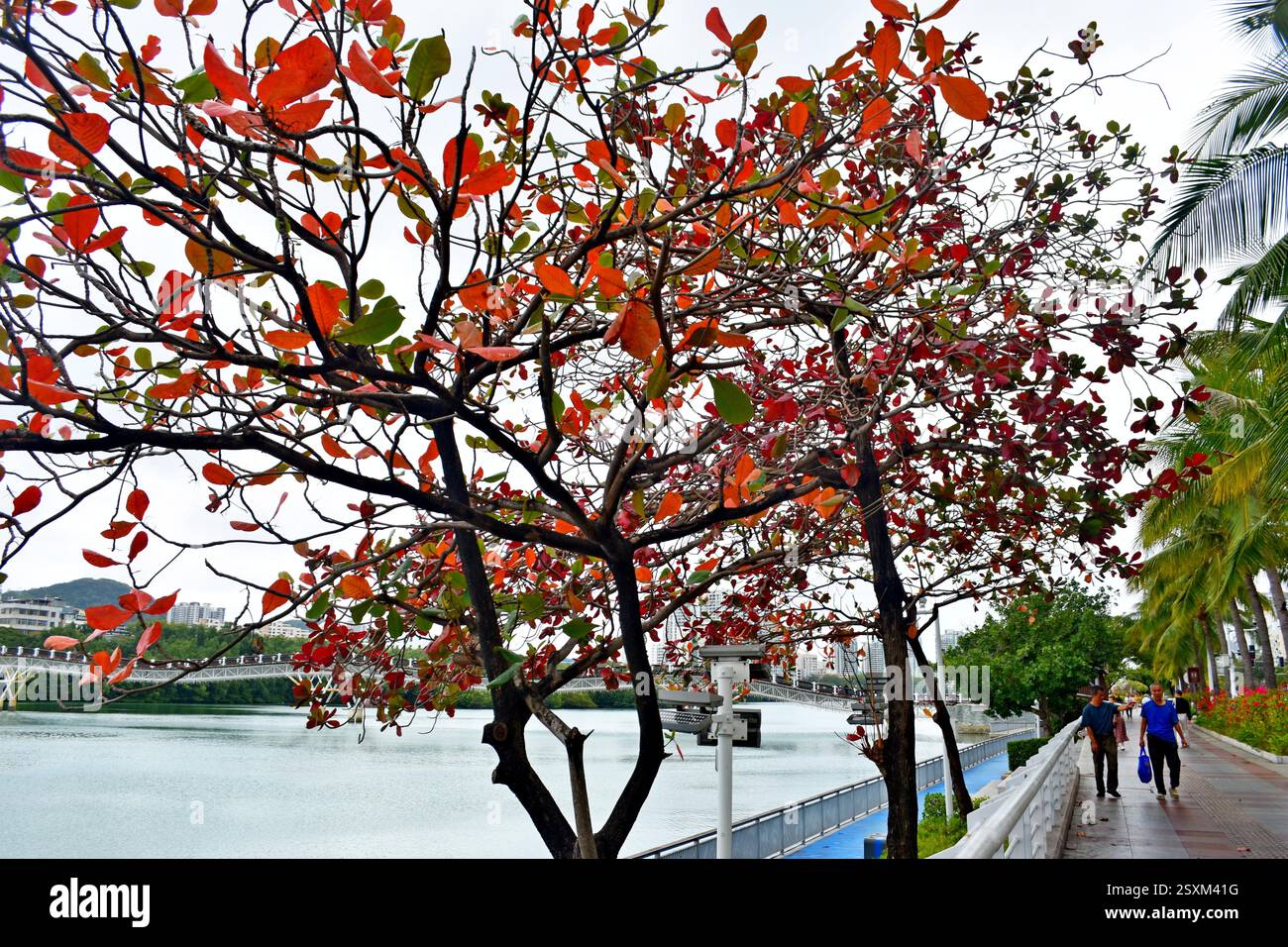 Red leaves of loquat trees in Sanya City, southernmost China's Hainan ...