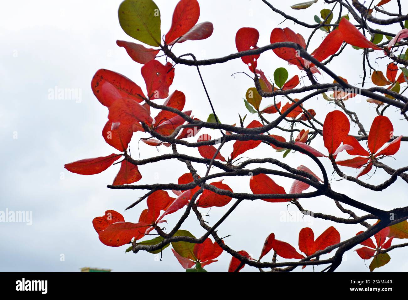 Red leaves of loquat trees in Sanya City, southernmost China's Hainan ...