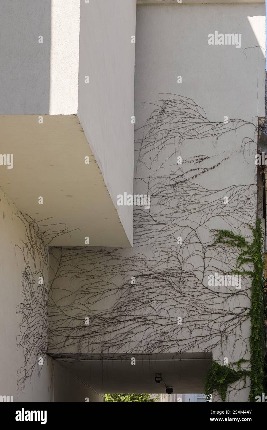 Intricate patterns of dried vines create a striking contrast against ...