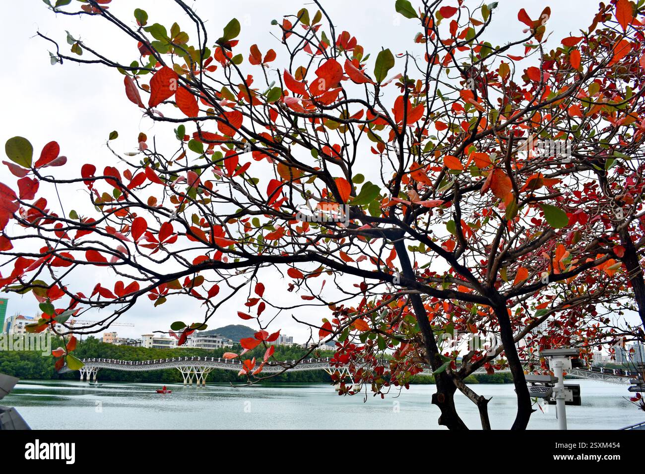 Red leaves of loquat trees in Sanya City, southernmost China's Hainan ...