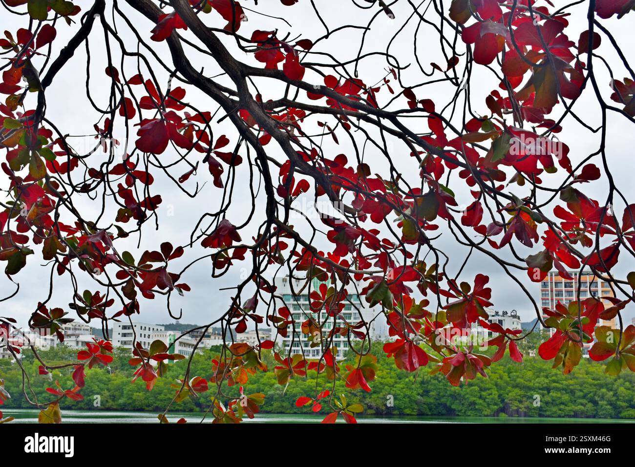 Red leaves of loquat trees in Sanya City, southernmost China's Hainan ...