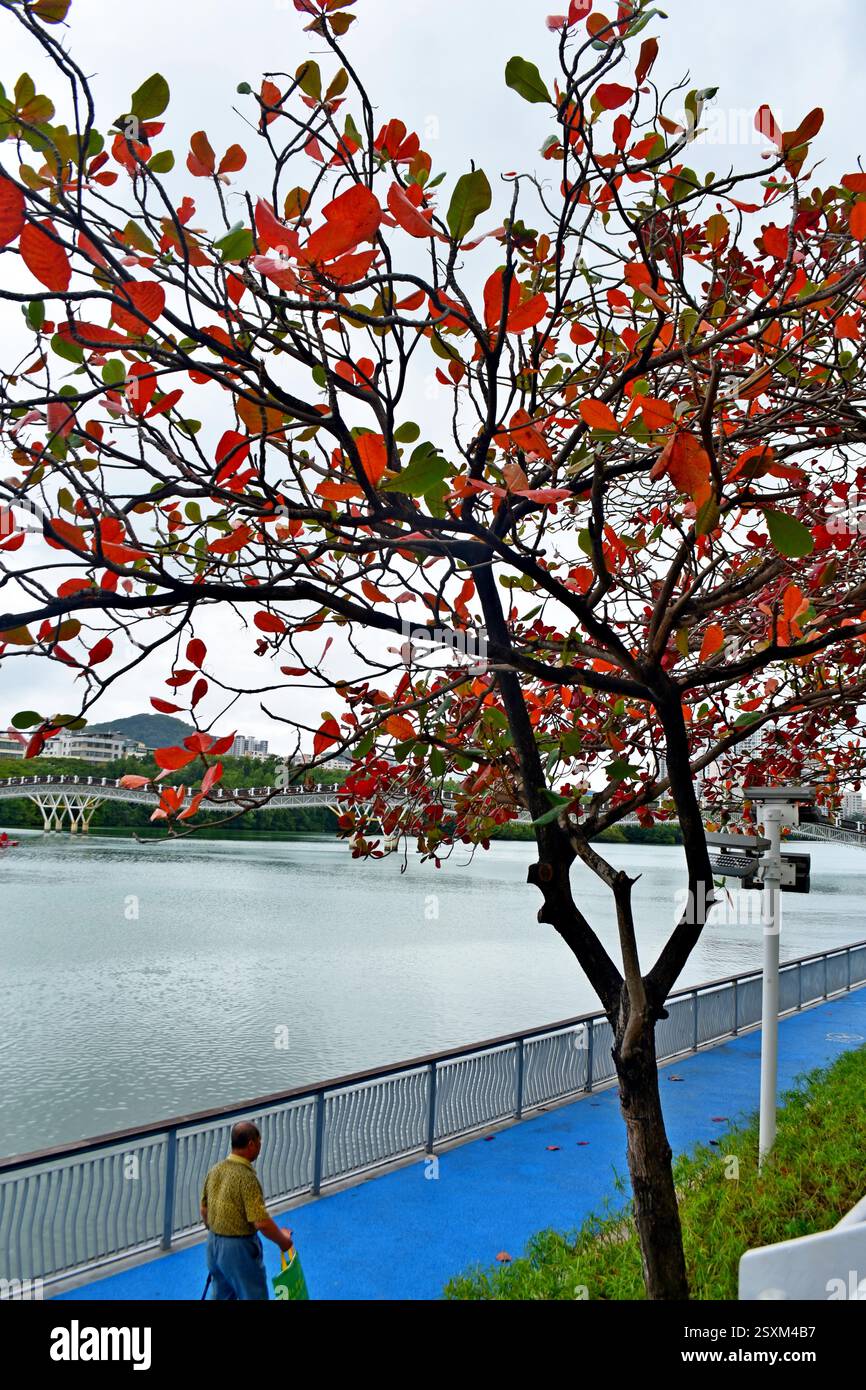 Red leaves of loquat trees in Sanya City, southernmost China's Hainan Province, 22 February ...