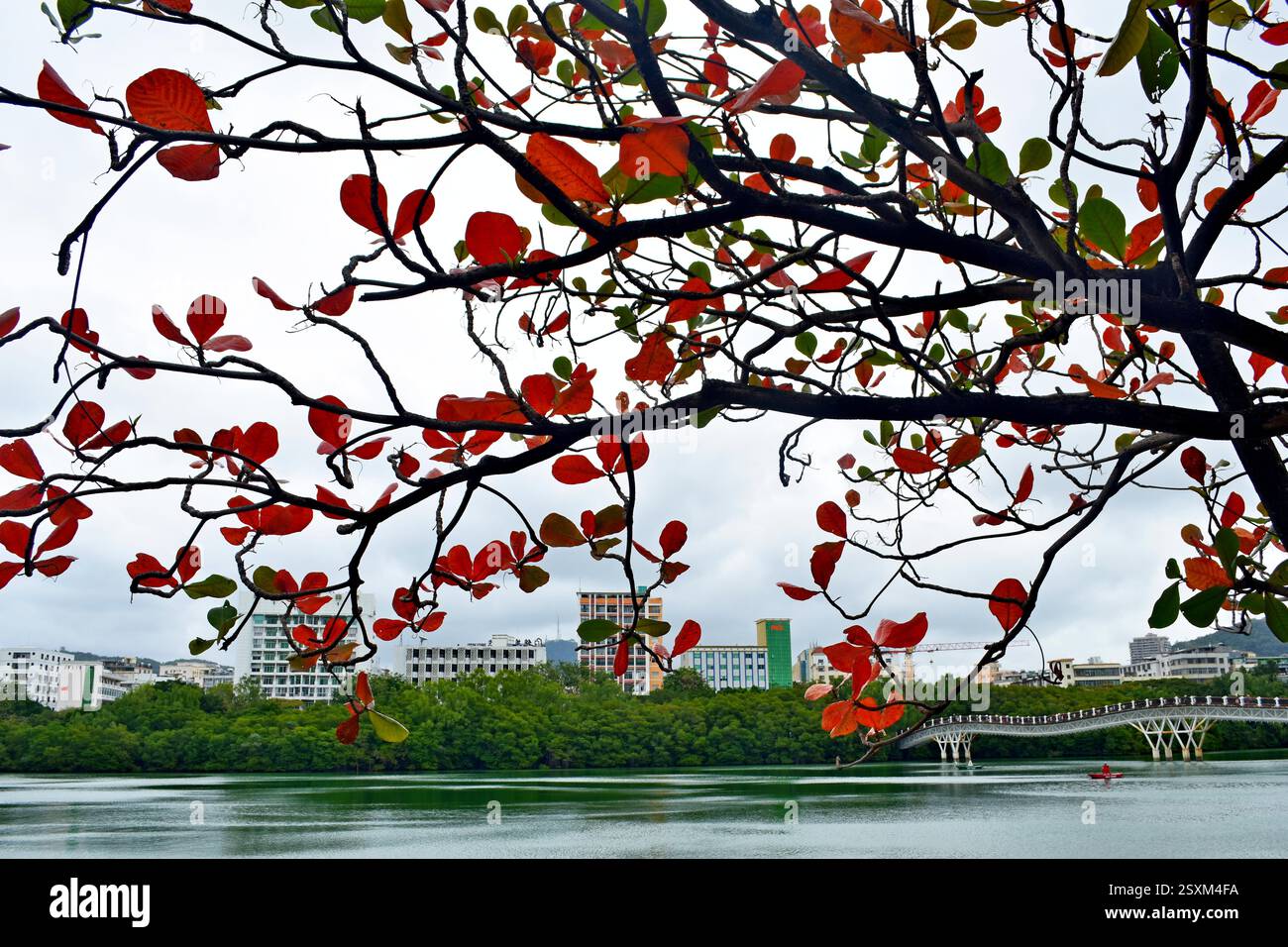 Red leaves of loquat trees in Sanya City, southernmost China's Hainan ...