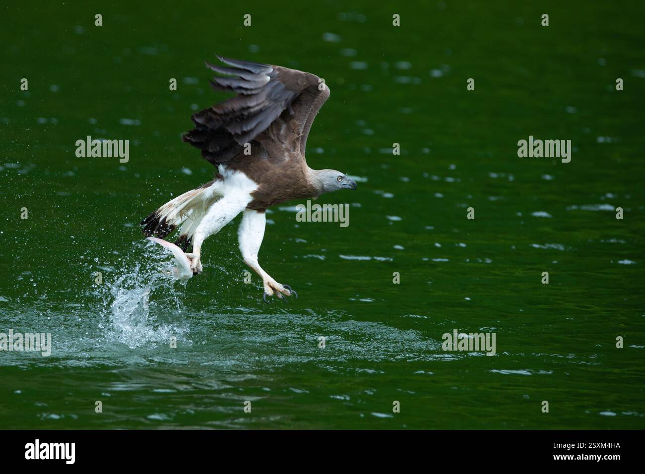 Grey-headed fish eagle (Icthyophaga ichthyaetus) flying with dive ...