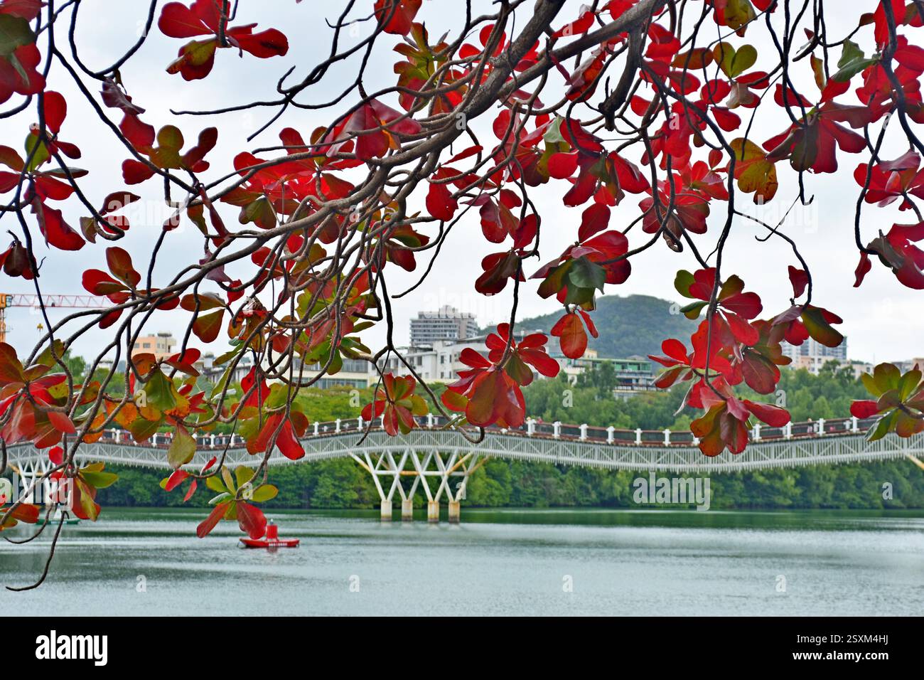 Red leaves of loquat trees in Sanya City, southernmost China's Hainan ...