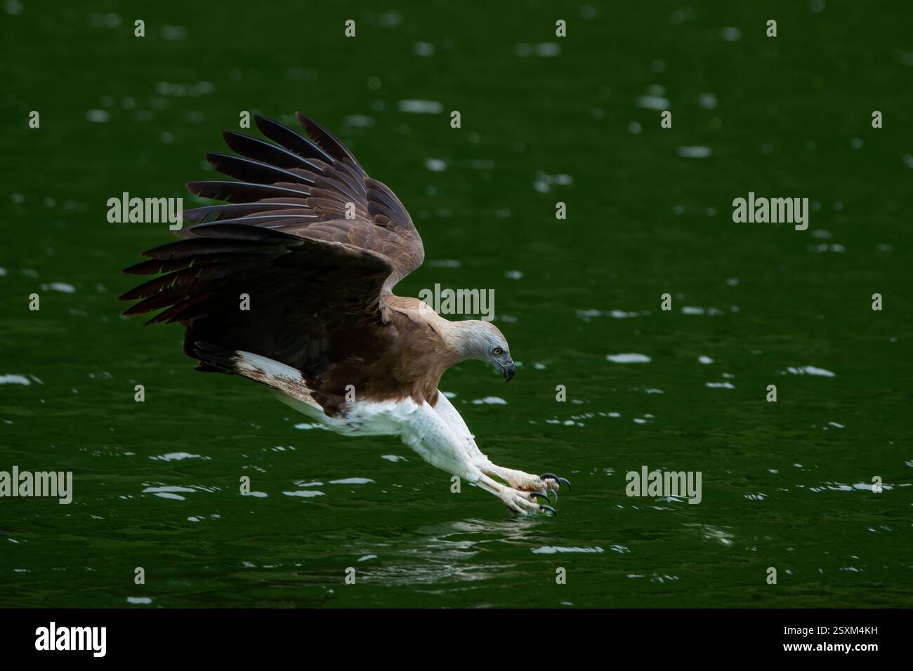 Grey-headed fish eagle (Icthyophaga ichthyaetus) flying with dive maneuver to catch fish on ...