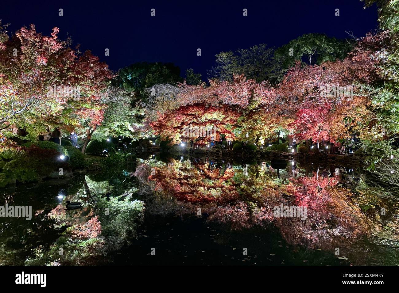 Maple trees at night illuminated and reflected on the lake in red ...