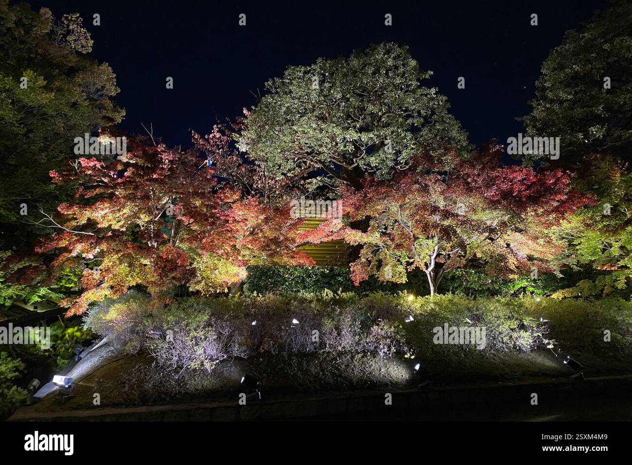 Maple trees at night illuminated and reflected on the lake in red ...