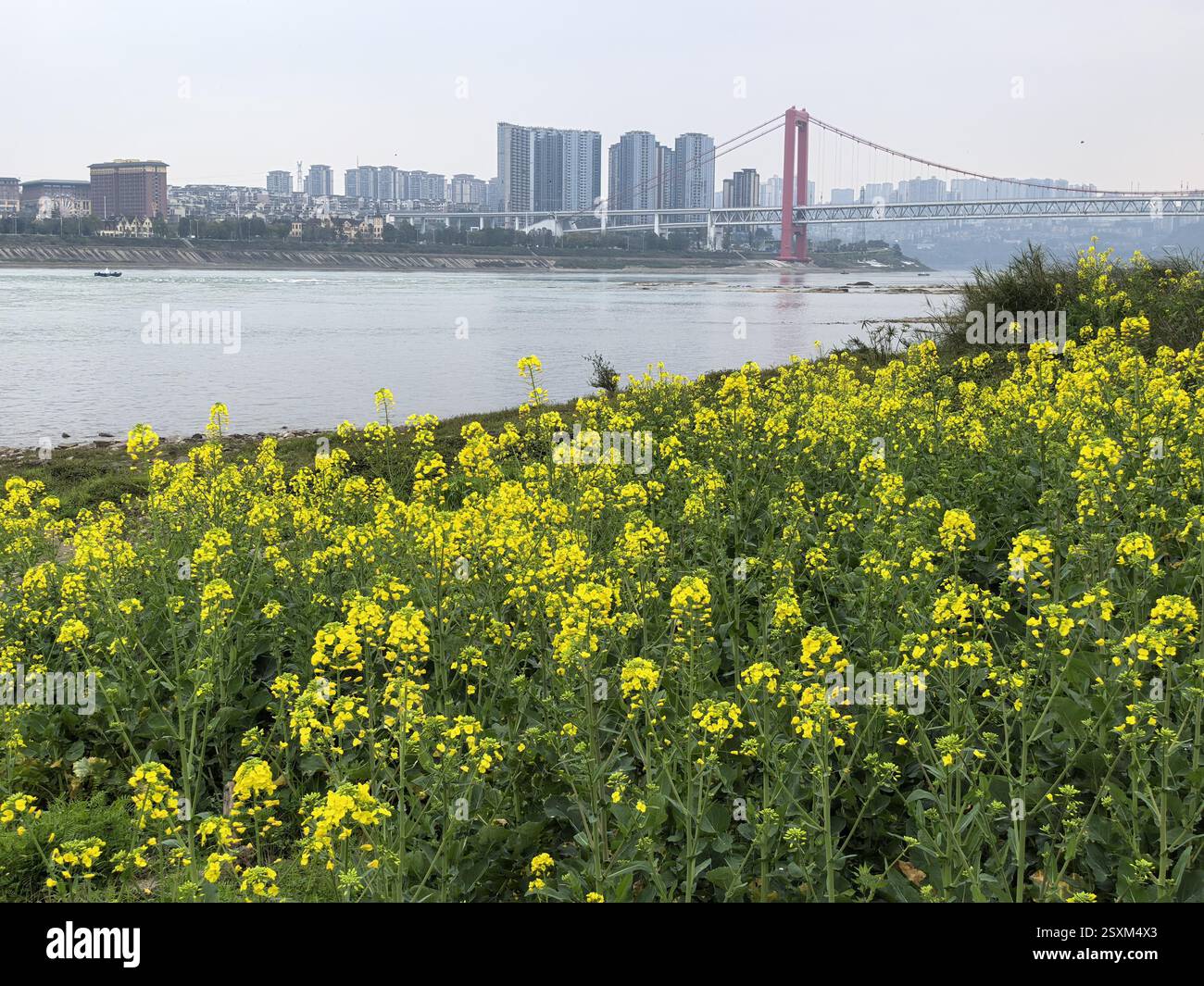 Cole flowers burst into bloom in Luzhou City, southwest China's Sichuan ...