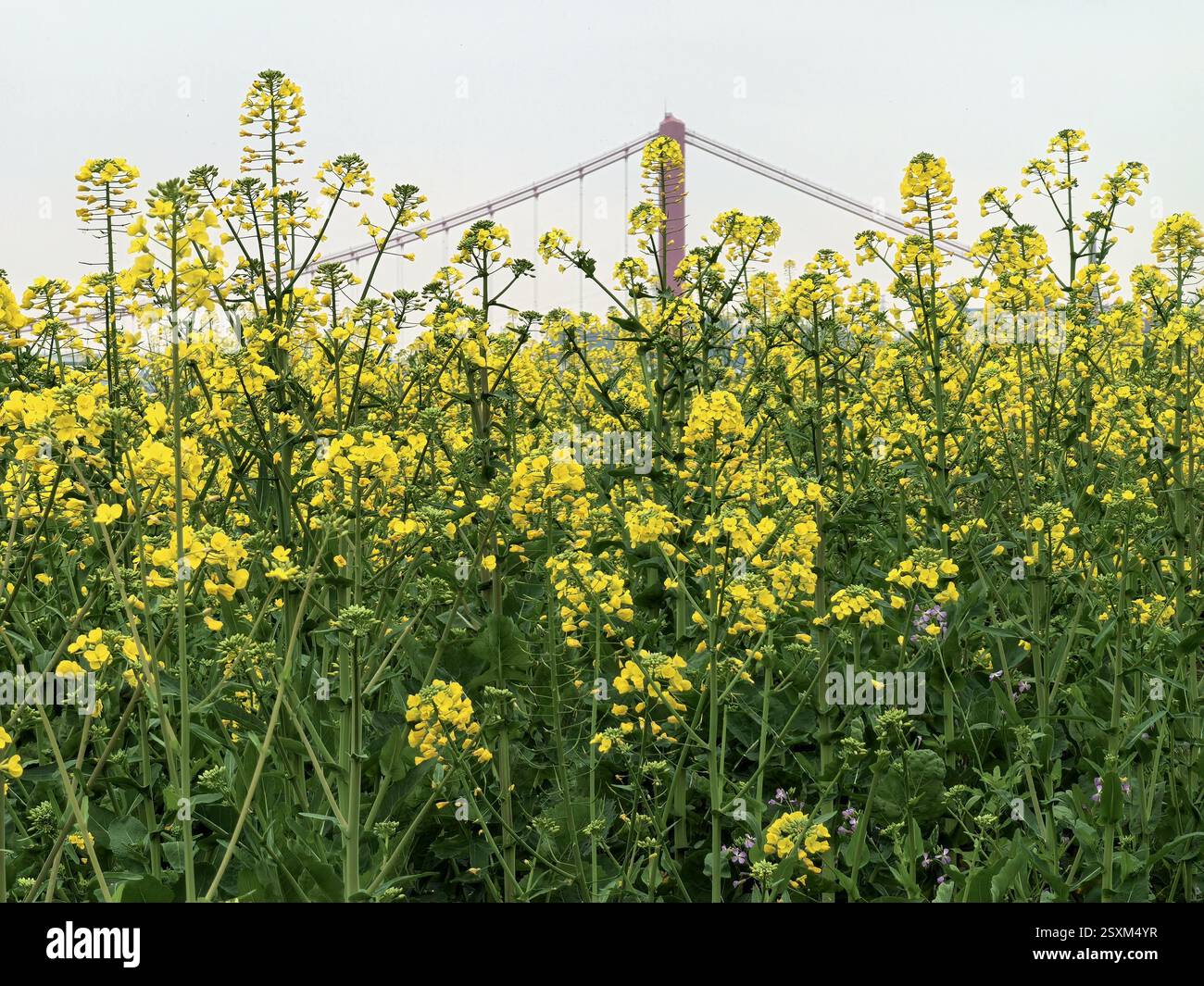 Cole flowers burst into bloom in Luzhou City, southwest China's Sichuan ...