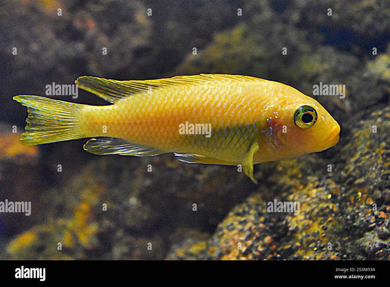 Msobo deep (Metriaclima sp.) fish at the aquarium of Sambhaji Garden ...