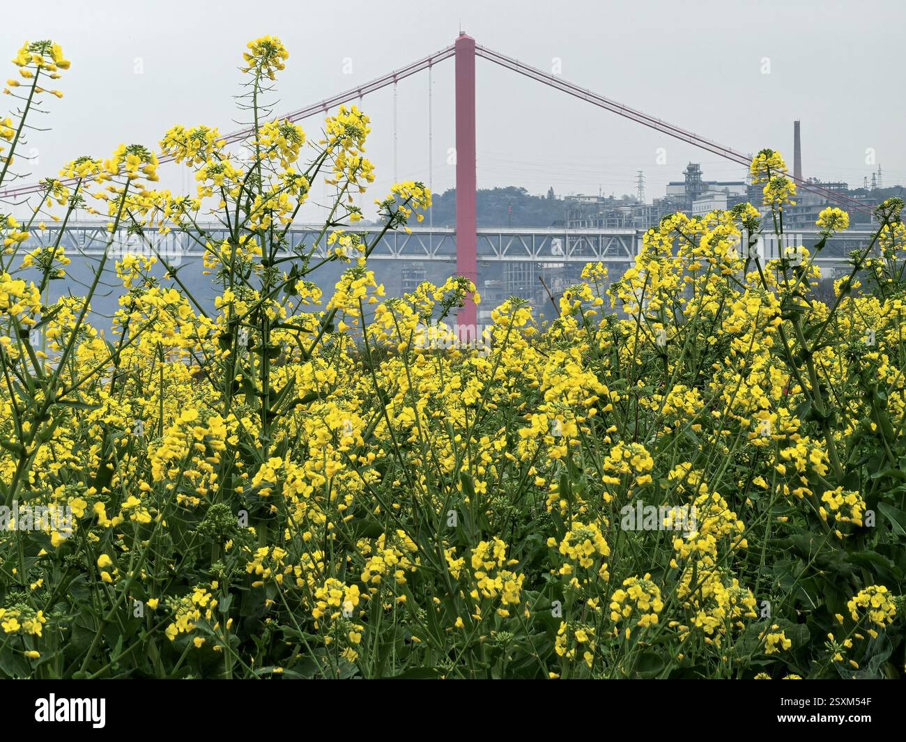 Cole flowers burst into bloom in Luzhou City, southwest China's Sichuan ...