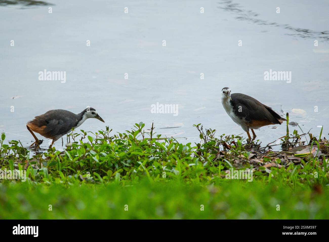 White-breasted waterhen (Amaurornis phoenicurus) walking on a lakeside ...