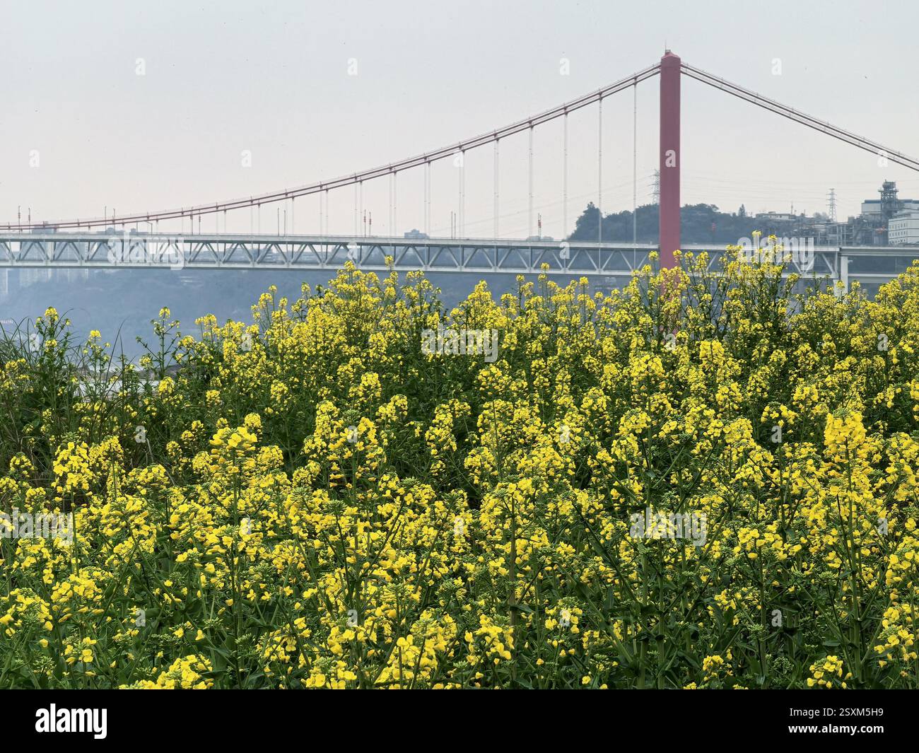 Cole flowers burst into bloom in Luzhou City, southwest China's Sichuan ...