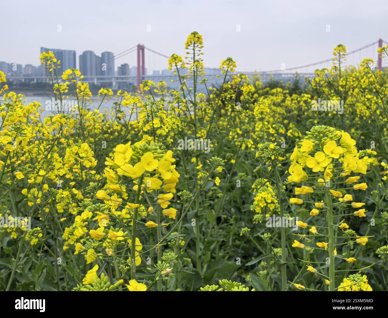 Cole flowers burst into bloom in Luzhou City, southwest China's Sichuan ...