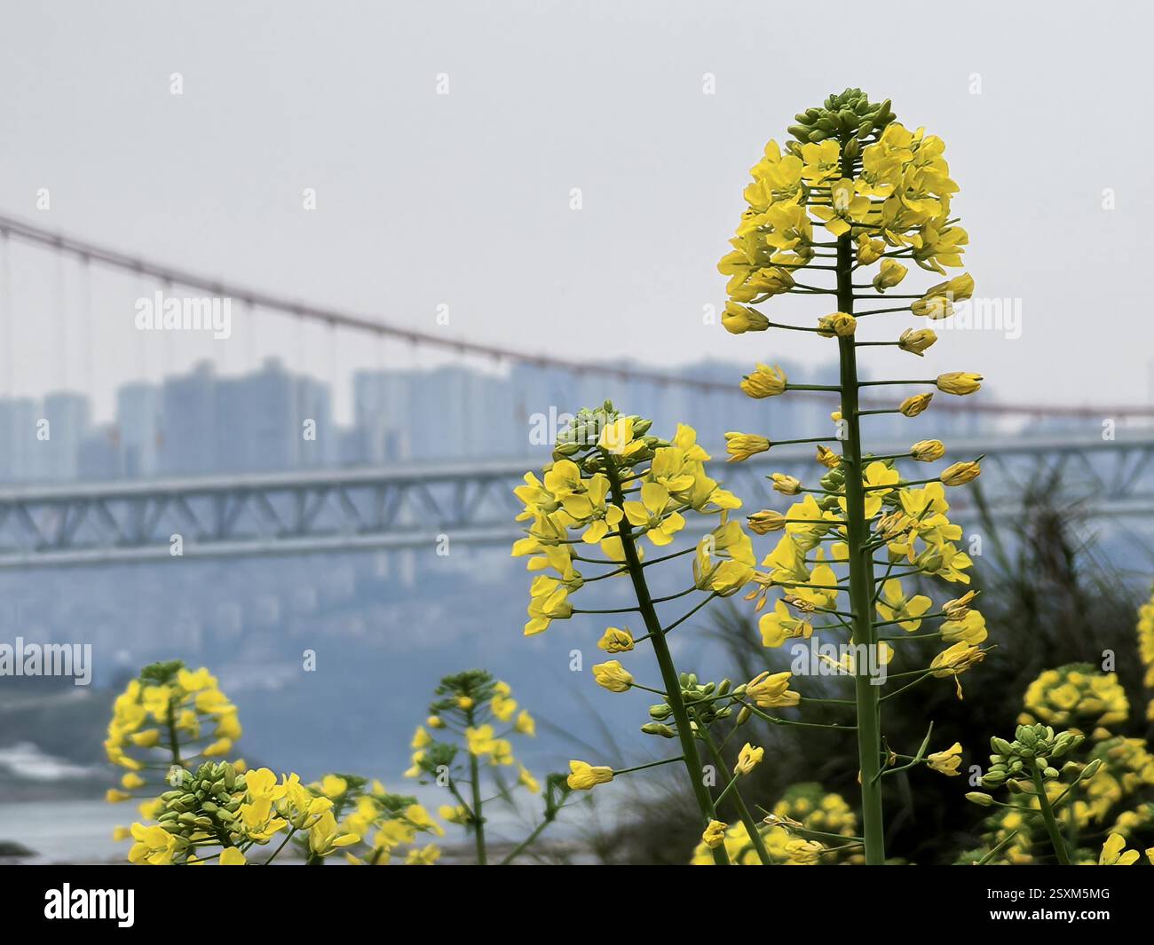 Cole flowers burst into bloom in Luzhou City, southwest China's Sichuan ...