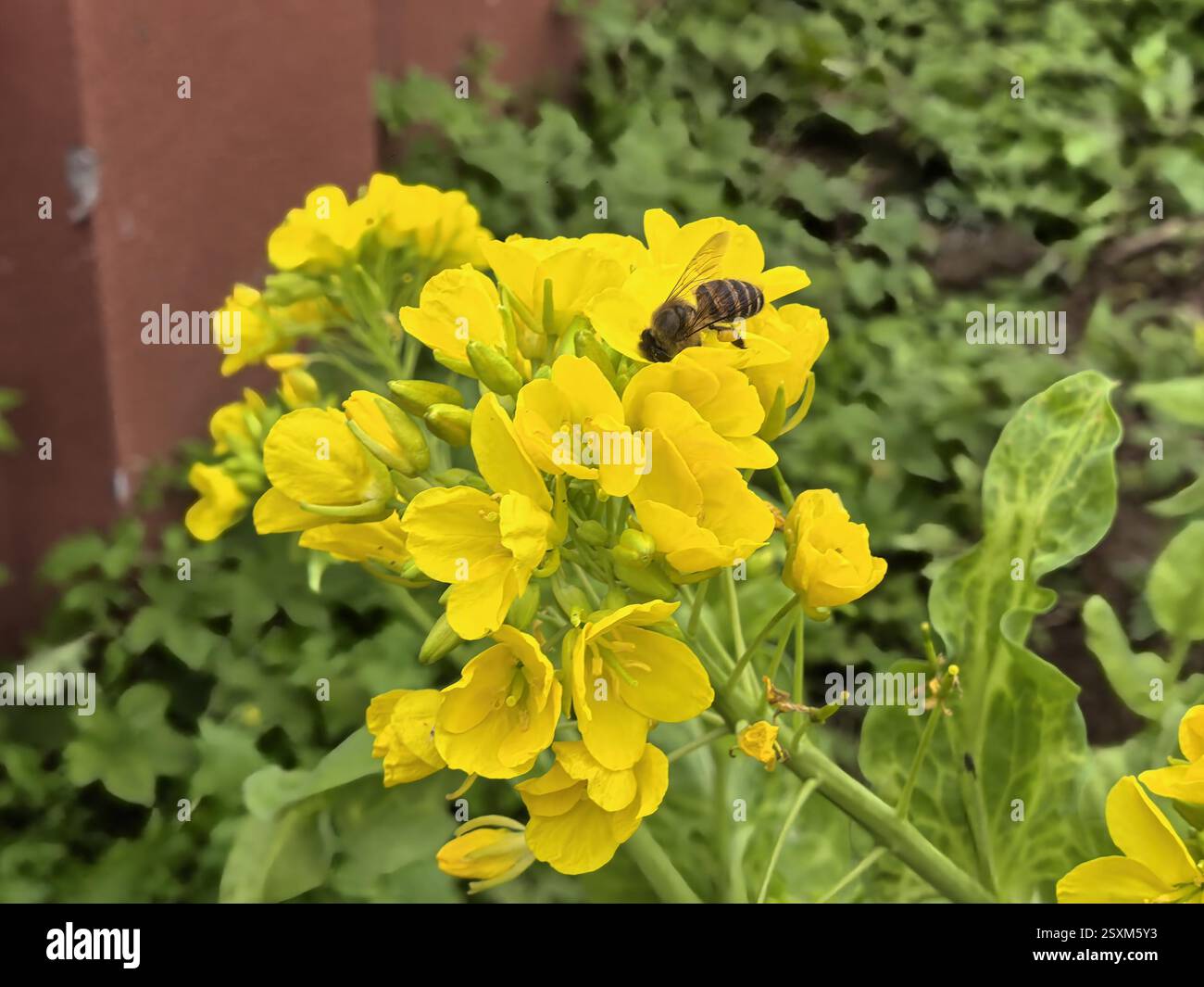 Cole flowers burst into bloom in Luzhou City, southwest China's Sichuan ...