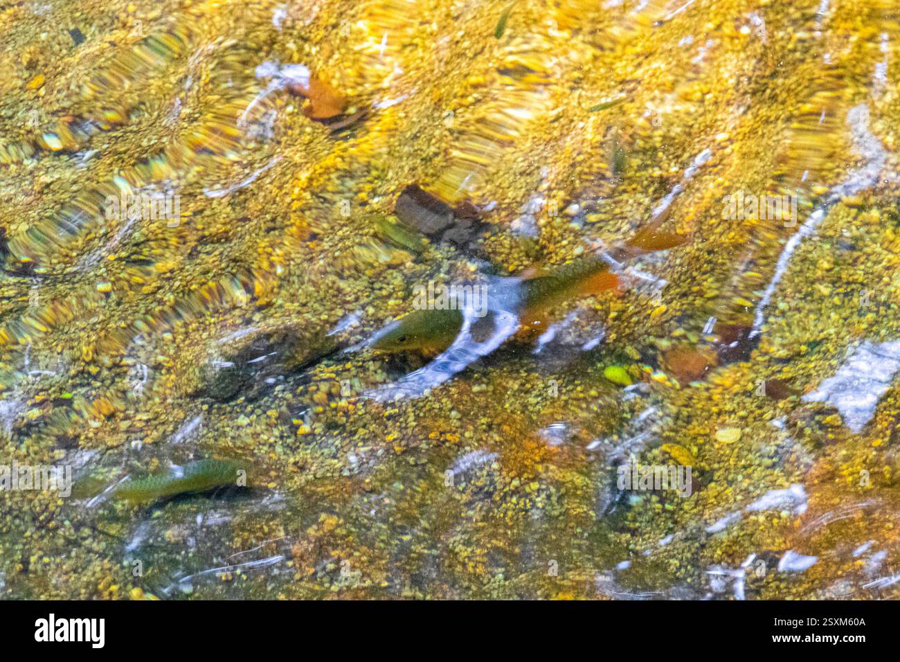 Ton Chongfa Waterfall and tropical jungle and nature landscape with ...