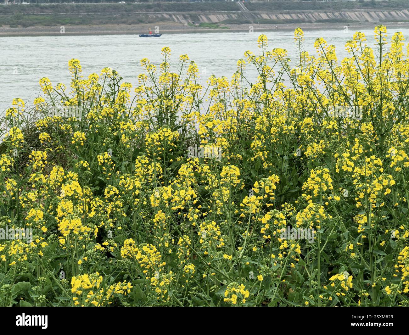 Cole flowers burst into bloom in Luzhou City, southwest China's Sichuan ...
