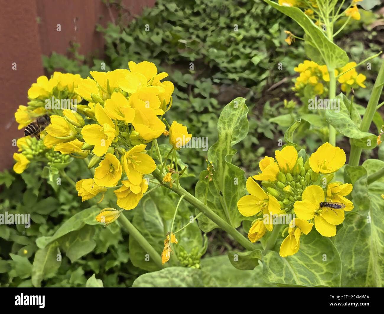 Cole flowers burst into bloom in Luzhou City, southwest China's Sichuan ...
