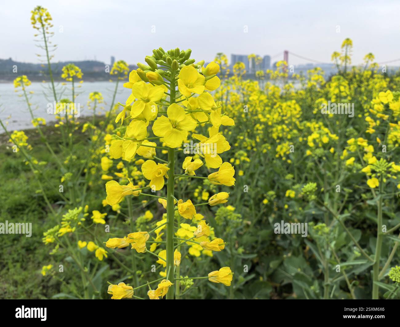 Cole flowers burst into bloom in Luzhou City, southwest China's Sichuan ...