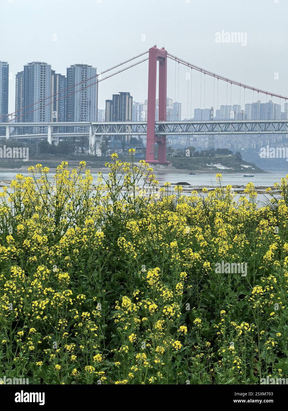 Cole flowers burst into bloom in Luzhou City, southwest China's Sichuan ...