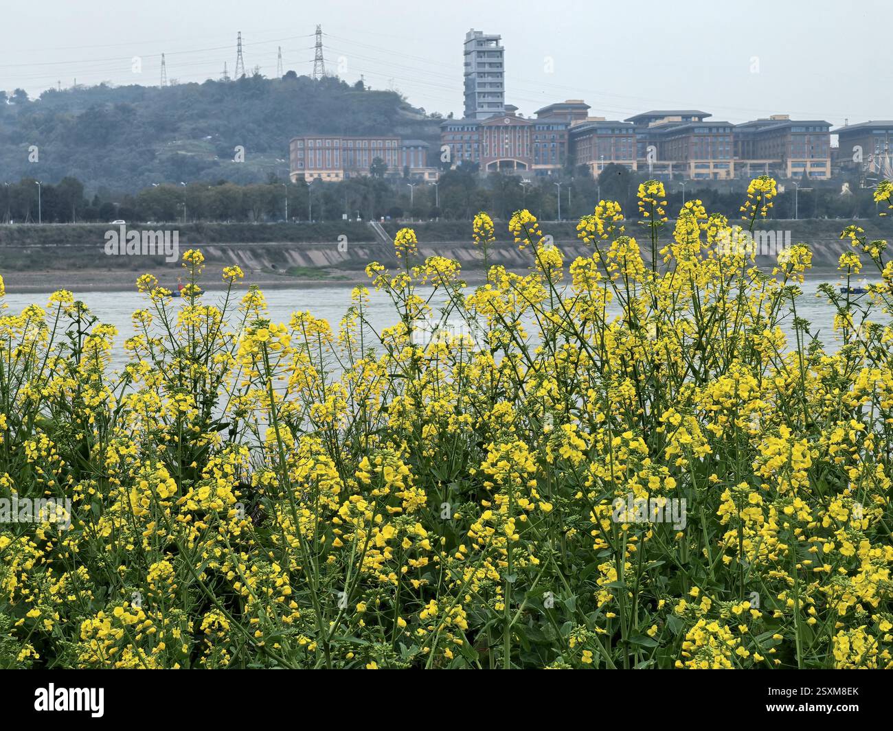 Cole flowers burst into bloom in Luzhou City, southwest China's Sichuan ...