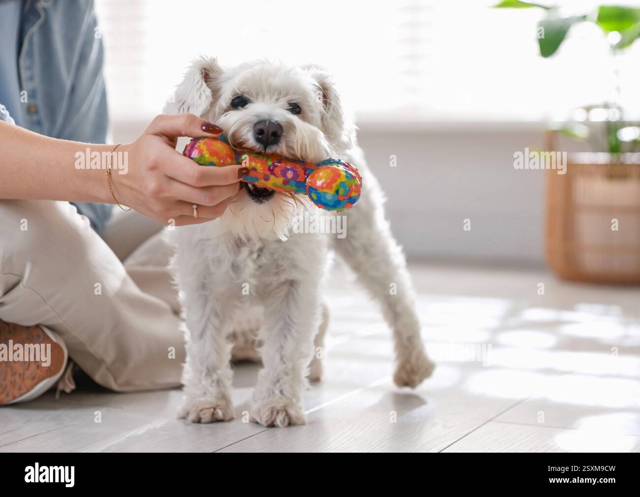 Owner giving toy to cute dog at home, closeup. Adorable pet Stock Photo ...
