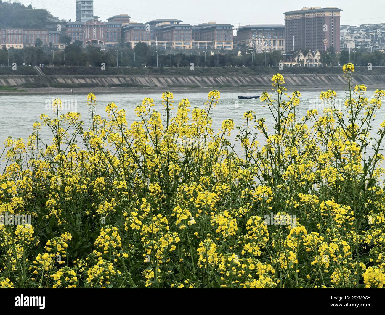 Cole flowers burst into bloom in Luzhou City, southwest China's Sichuan ...