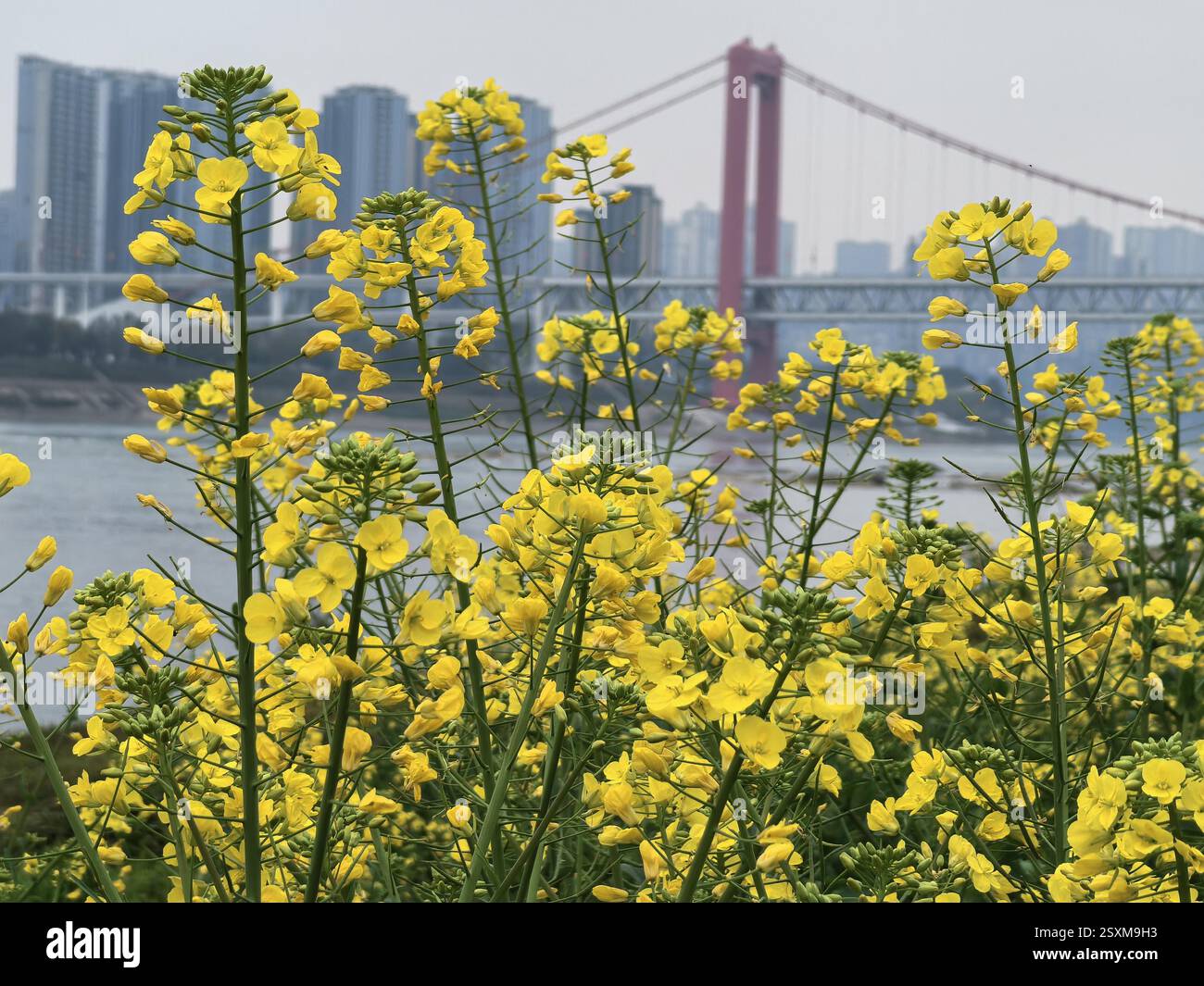 Cole flowers burst into bloom in Luzhou City, southwest China's Sichuan ...