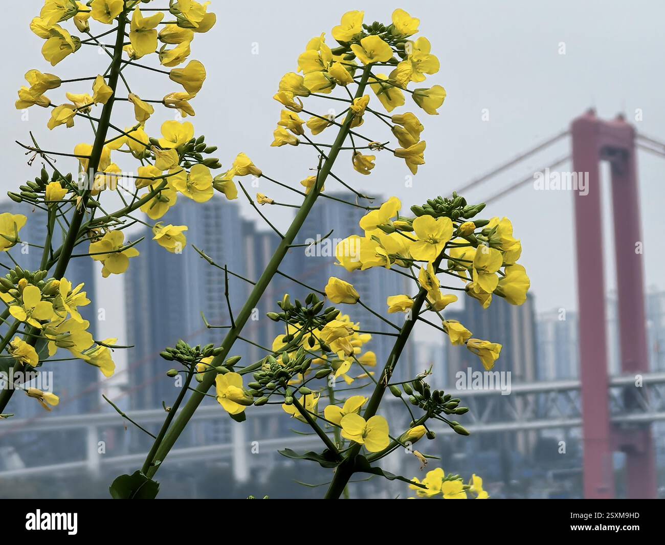 Cole flowers burst into bloom in Luzhou City, southwest China's Sichuan ...
