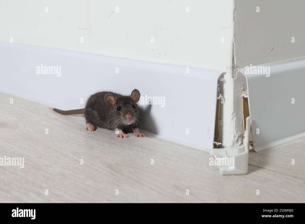 Rat on floor near chewed baseboard indoors. Pest control Stock Photo ...