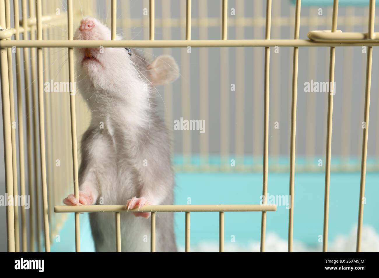 Adorable little rat peeking out of cage, closeup Stock Photo - Alamy